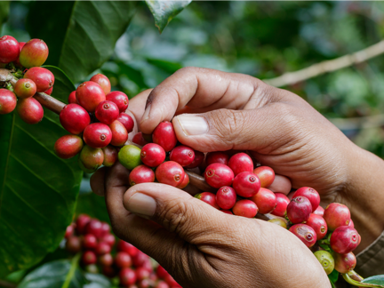 Coffee Journey: the 4 steps of production | Coffee Lounge
